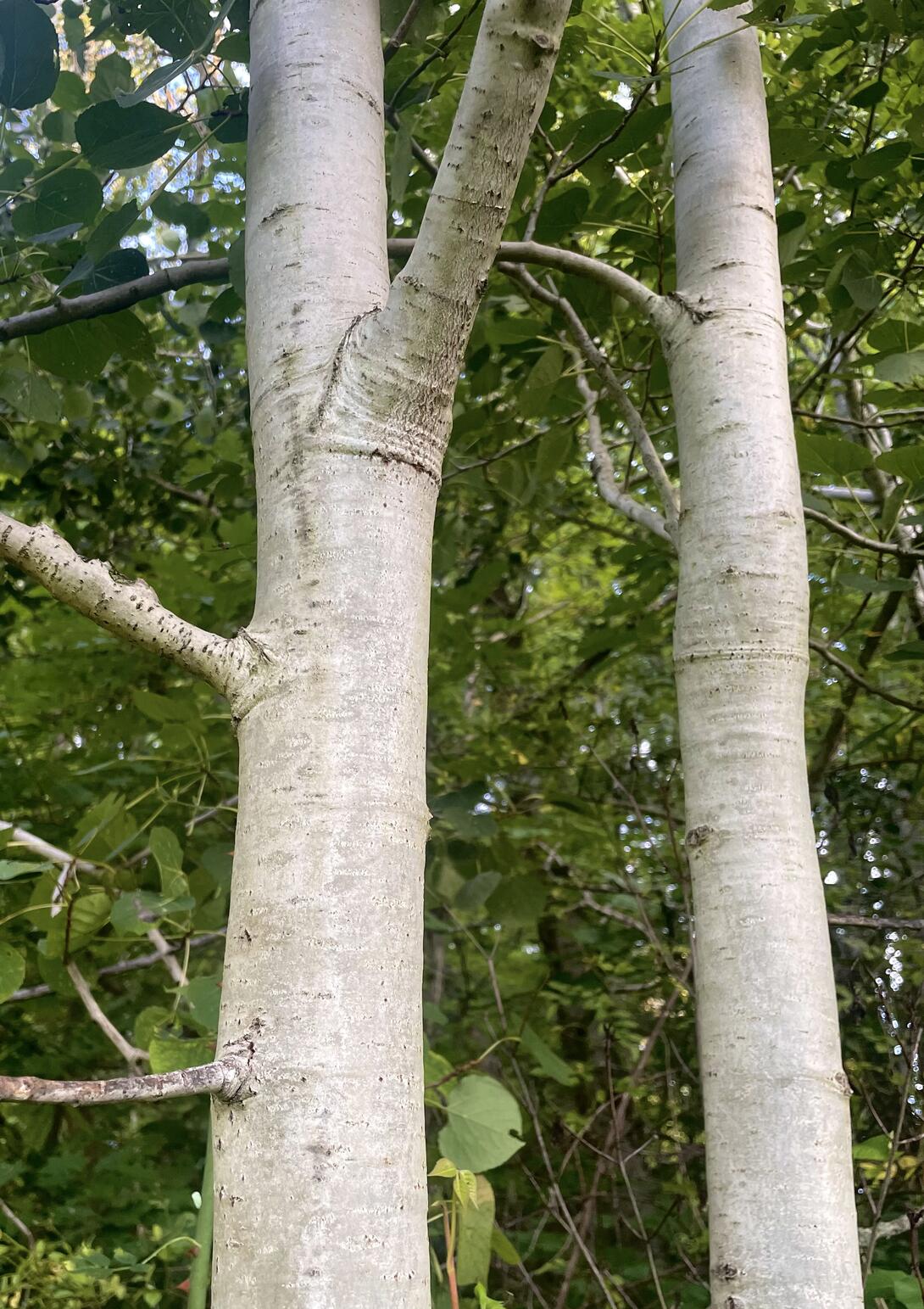 Quaking Aspen | CMP Tree Selection Tool